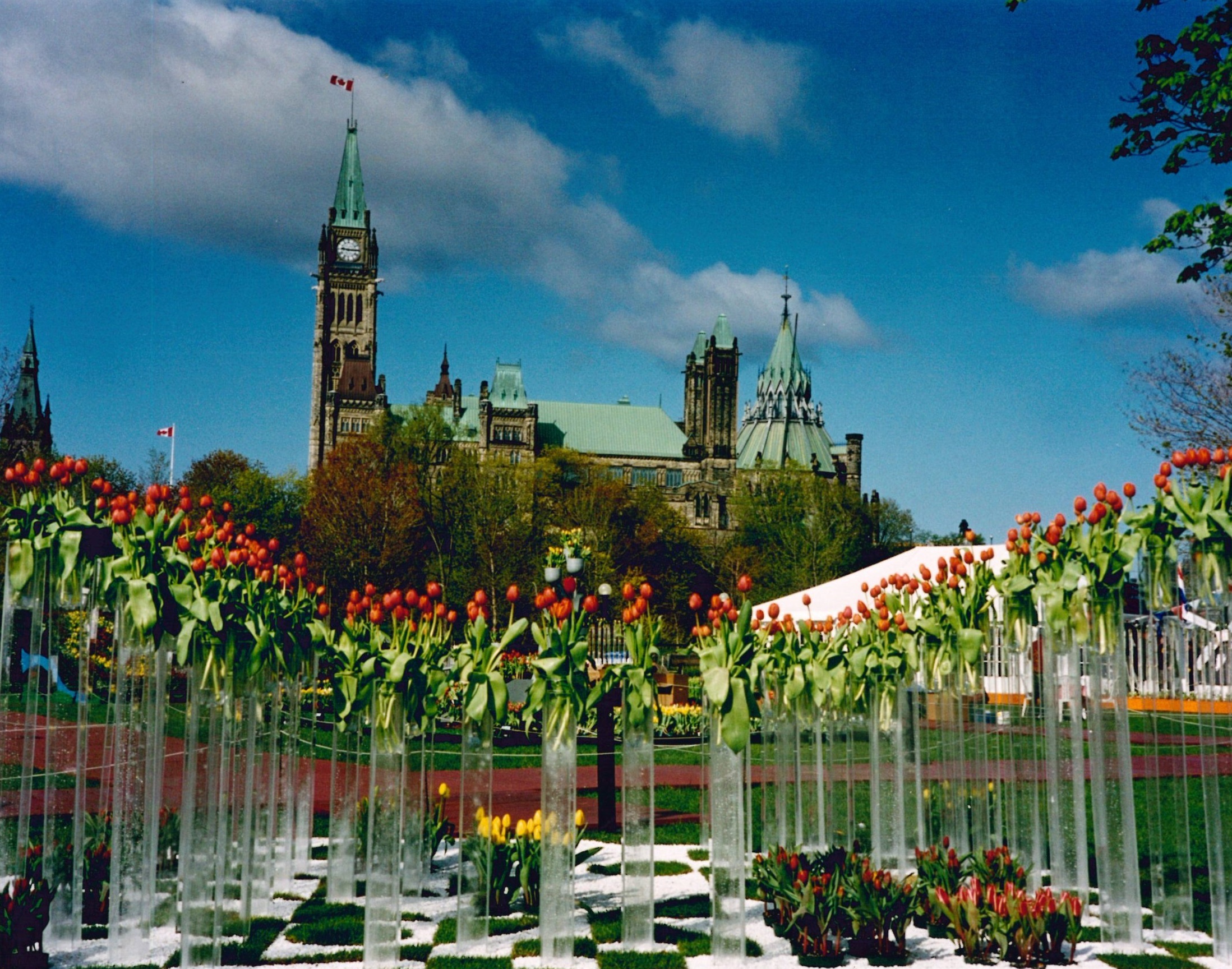 Angela Luverà Rattray e l'arte al processo "archeo-botanico"